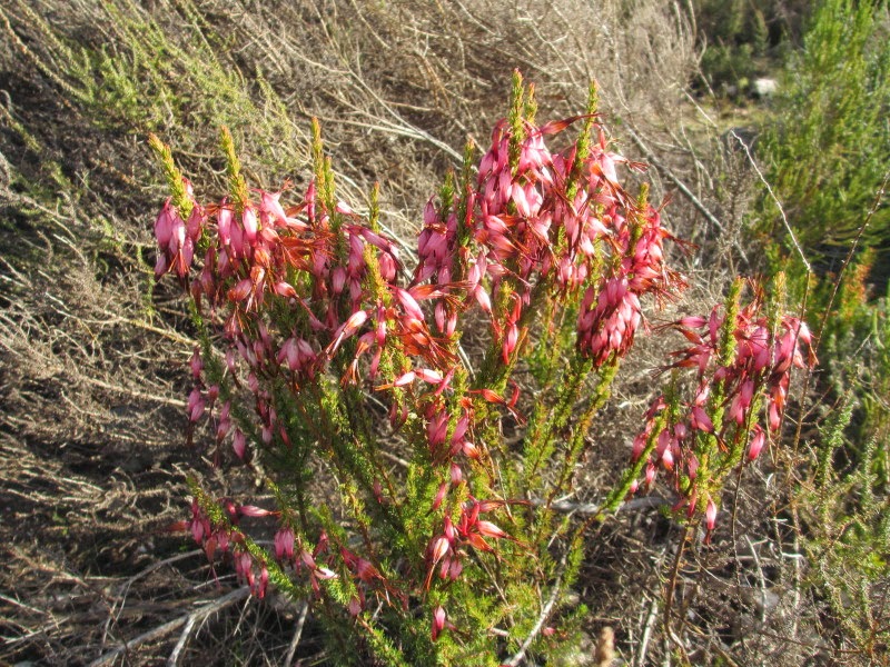 Sunday Flower Walks through the Fynbos in the beautiful Elgin Valley ...