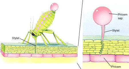 MINHALOGIA: Experiências do Transporte no Floema