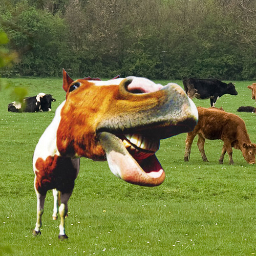 Fourteen Carrots: An exclusive expose with Weird Horse