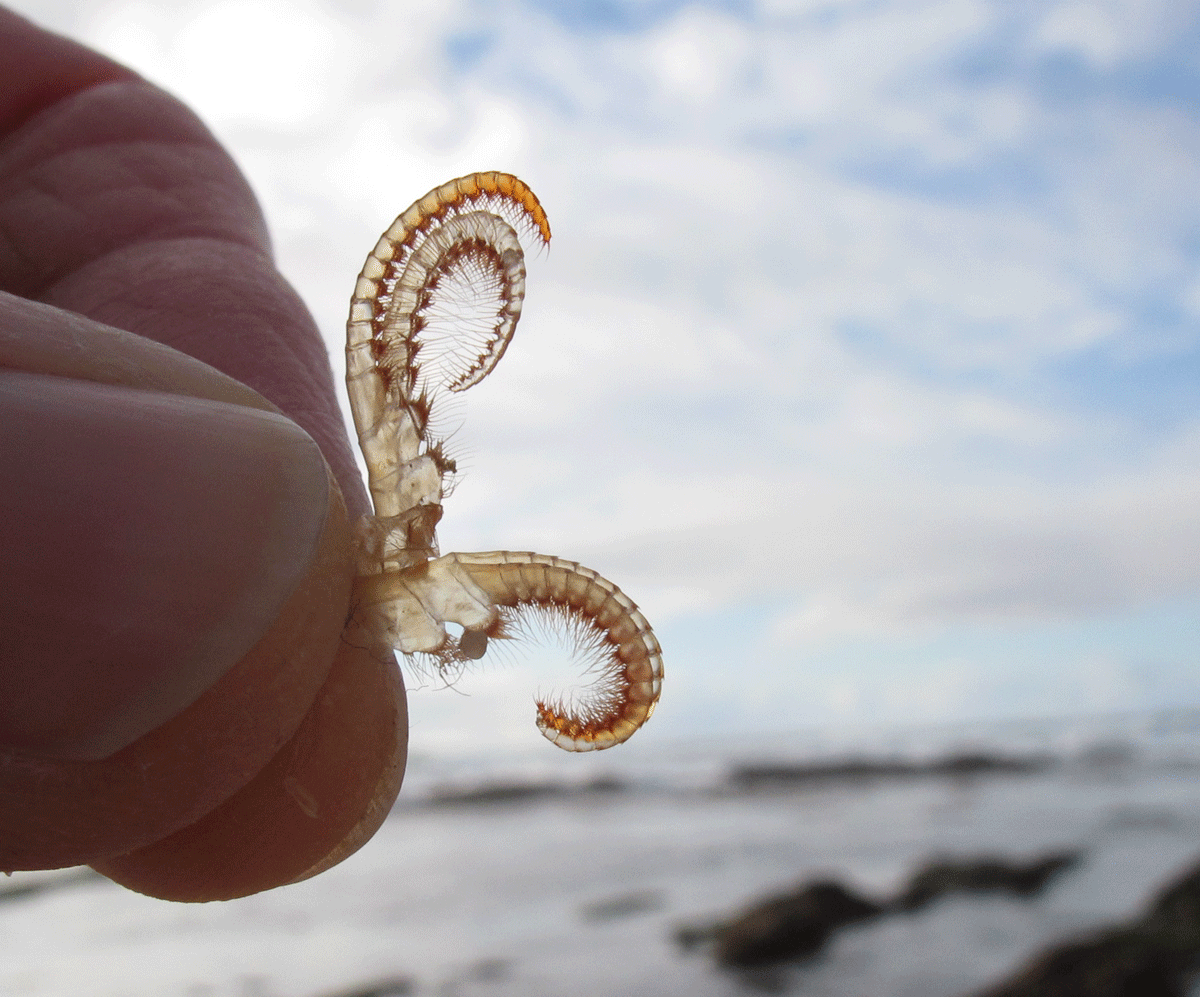 Tiny Sea Creature
