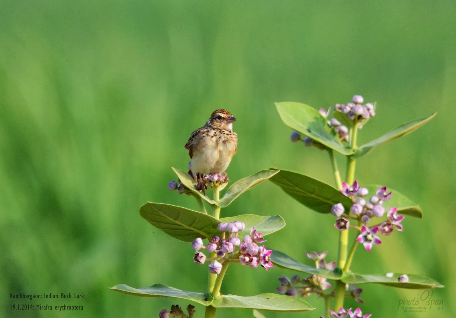Indian Bush Lark: Mirafra erythroptera | Photo Span