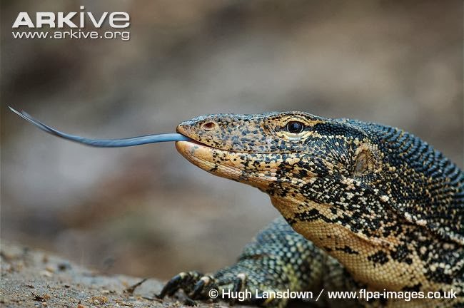 Love for Animals: Varanus-varanus di Indonesia