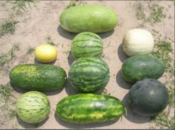 Classification and morphology of Watermelon Plants - FRUITS