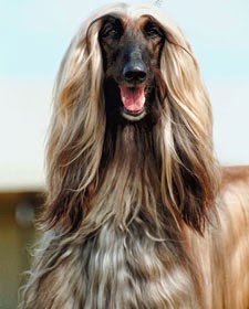 Lebrel afgano | WIKI PERROS