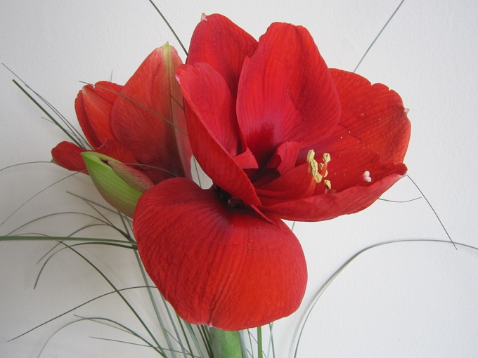 La Fleur du Dimanche: Suite de rouge: Amaryllis - la fleur Soleil
