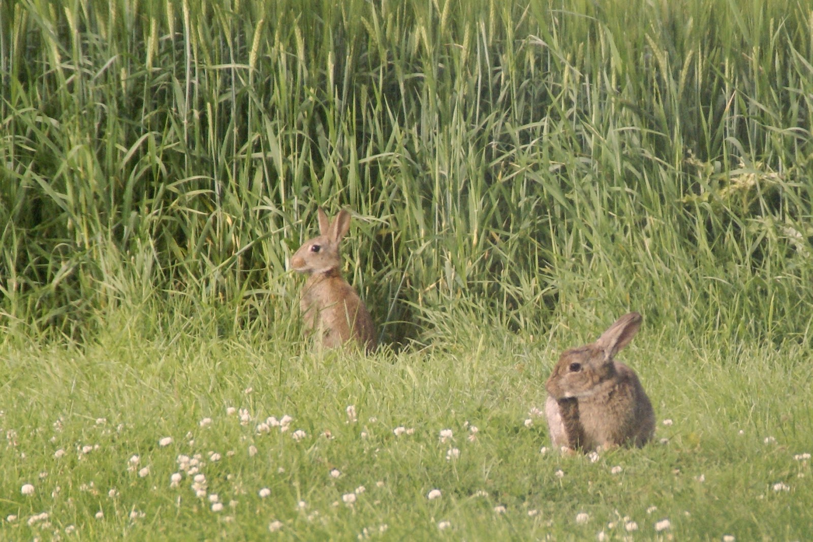 Jardin de la Sauvagine: "Lapins Land", un petit coin pour les lapins de ...