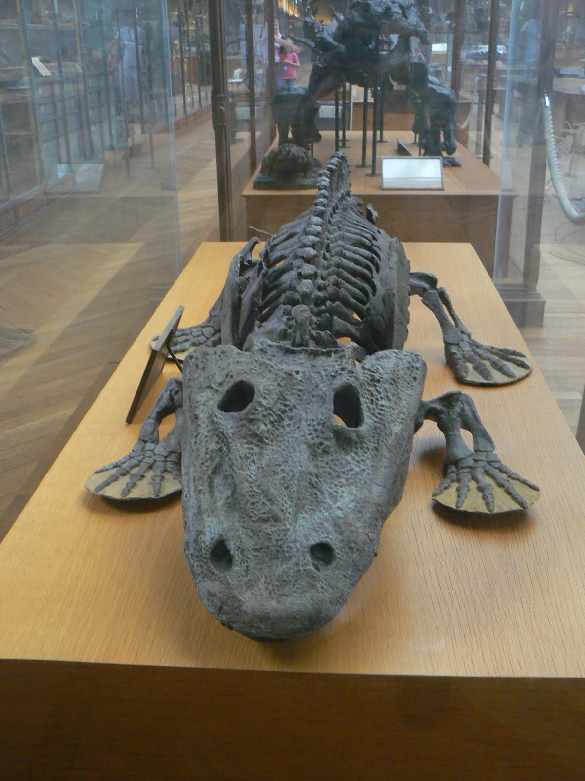 Extinct Animal of the Week: Now Friday's: Eryops