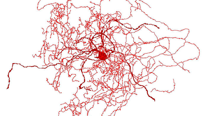 NeuroDojo: Headline hogwash: Rosehip neurons