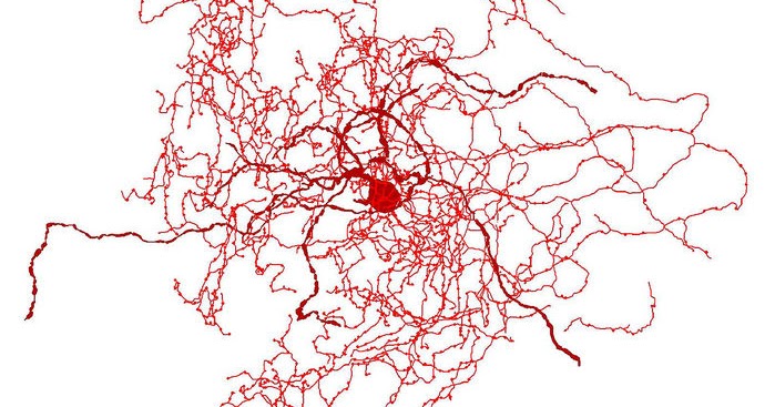 NeuroDojo: Headline hogwash: Rosehip neurons