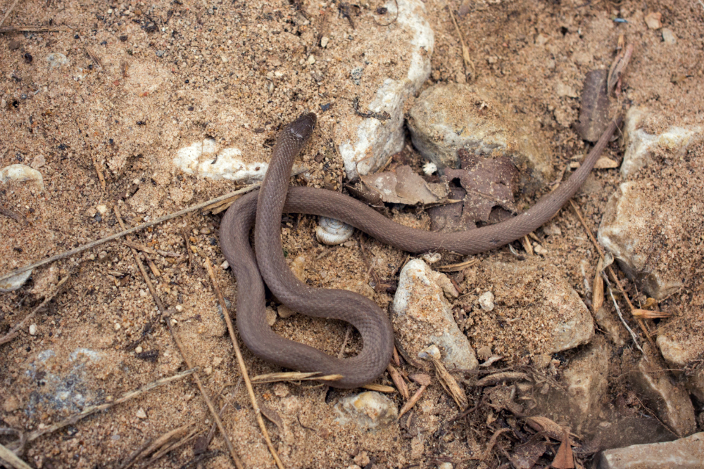 Creature Feature // Rough Earth Snake | Far Out Scout