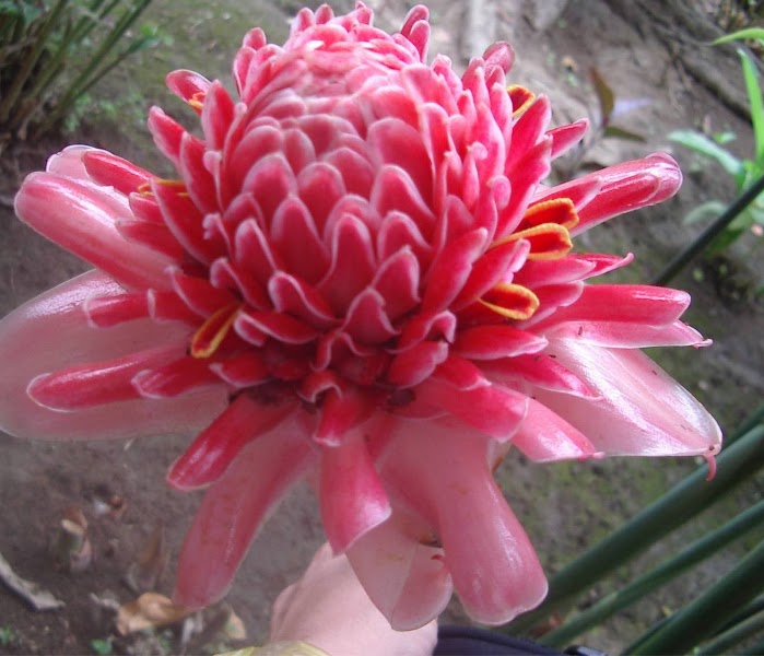 tropicalia: "flora de Angola"