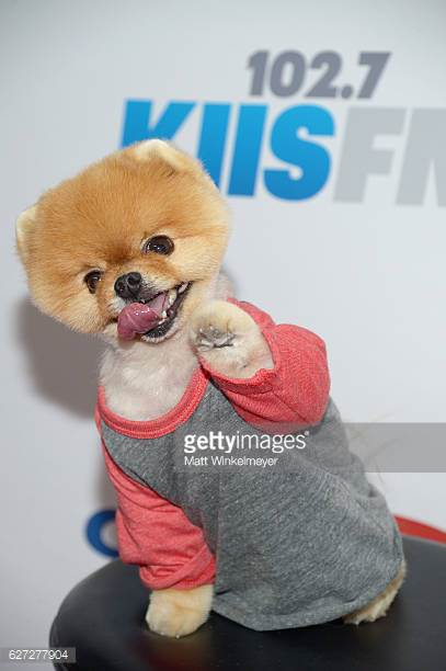 Son Jiffpom Y Boo El Mismo Perro