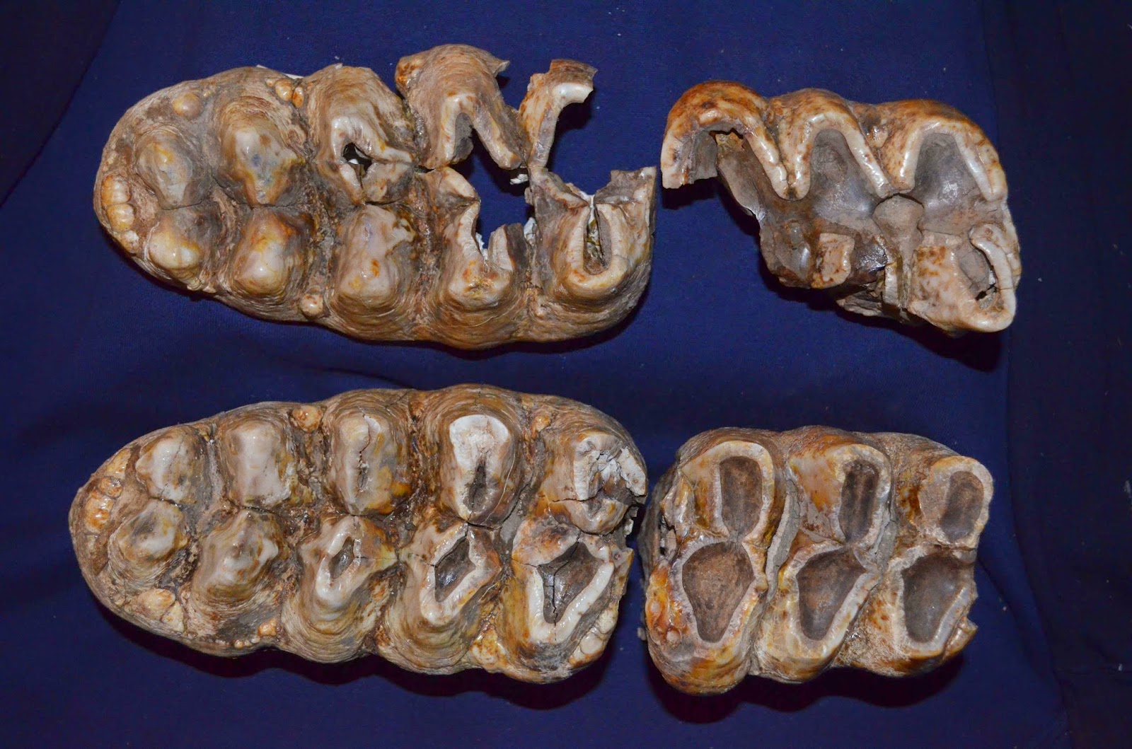 DIY Nature Science: Teeth Show Mastodon May Have Been Easy Mark