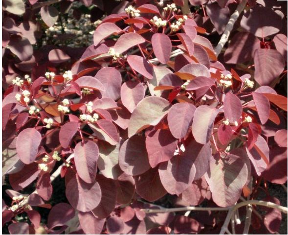 Gardening From the Ground Up: PLANTS I'VE LOVED AND LOST