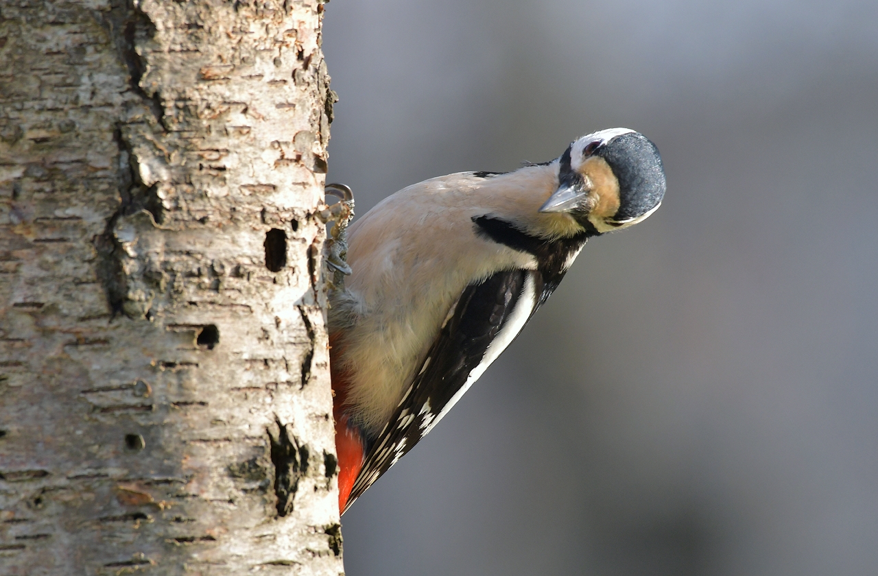 Jozef van der Heijden - Natuurfotografie: Een Parel van een Grote bonte ...
