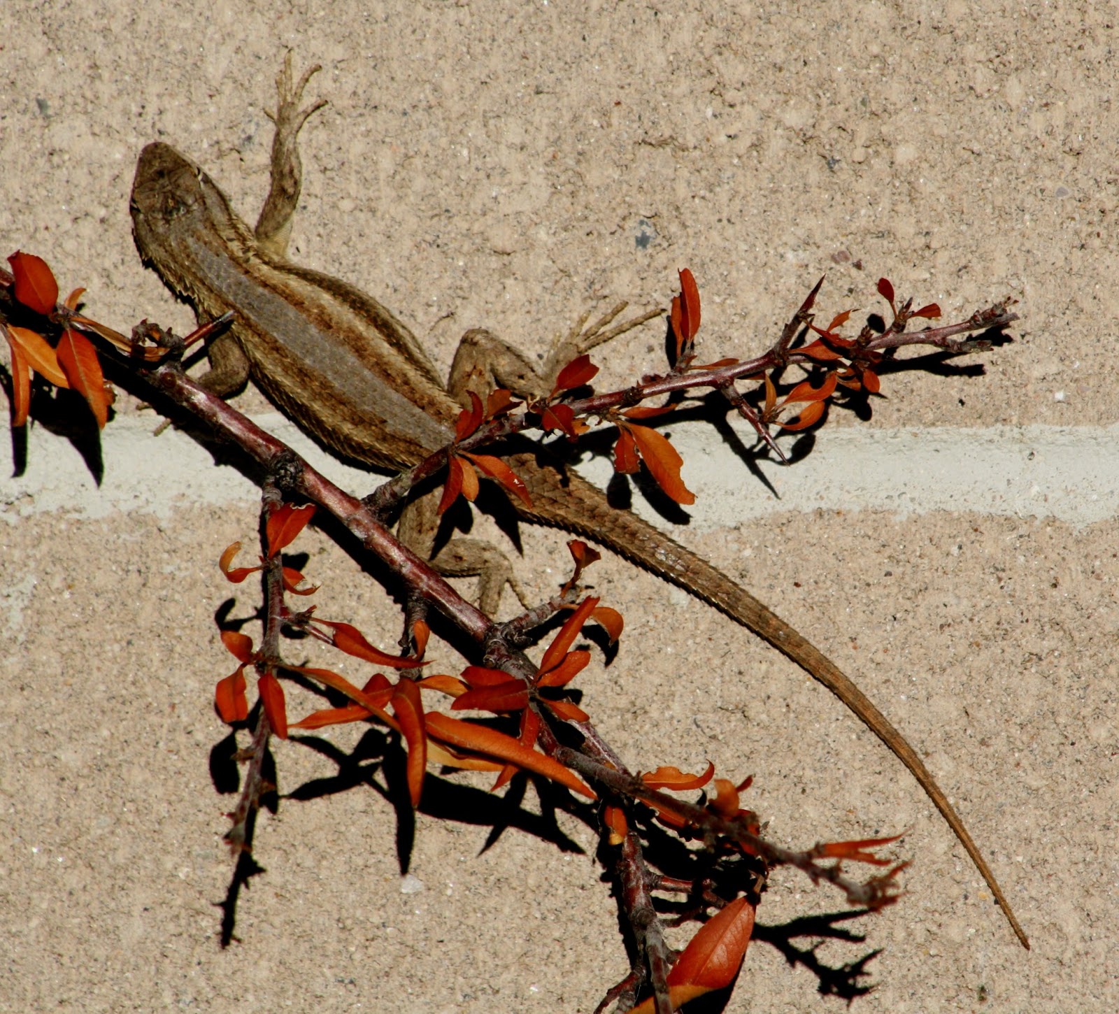 Blessed Little Creatures: The Road Runner Fast Food Restaurant in my ...