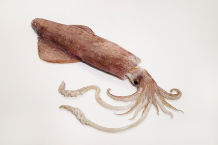 Pescados de temporada: Calamar