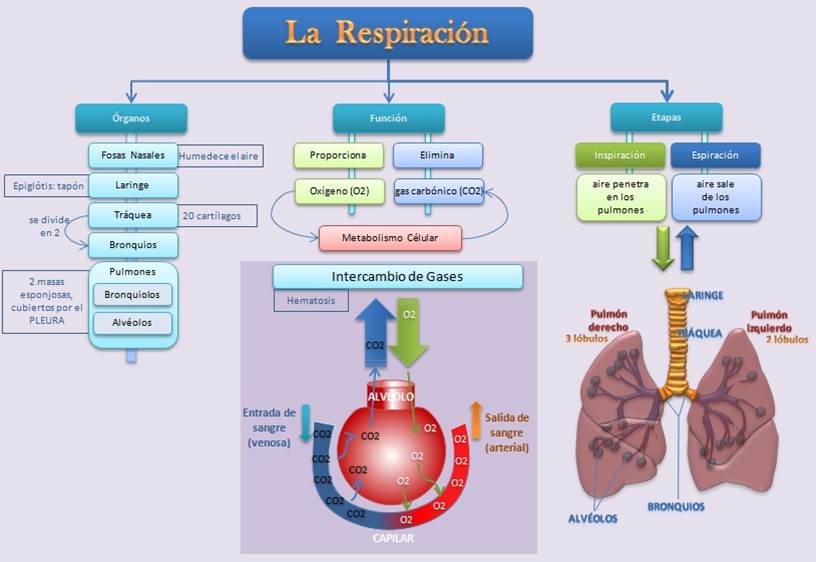 Enfermería Básica UCV : OXIGENACIÓN