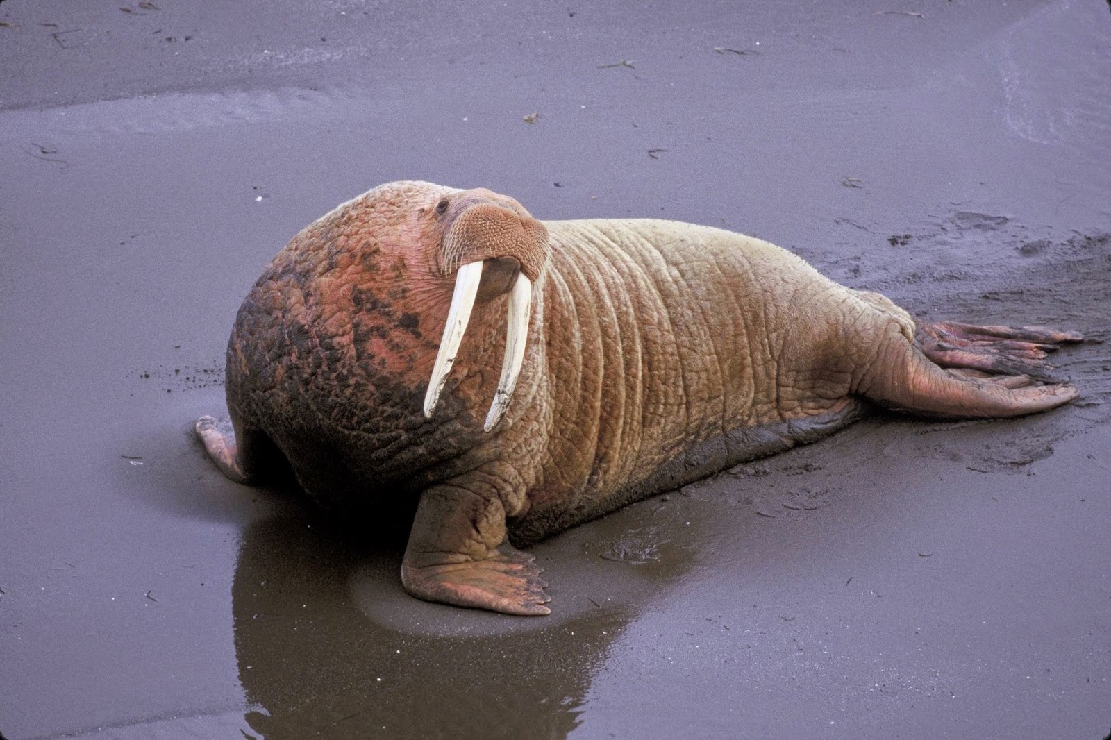 No Mar Profundo: Morsa