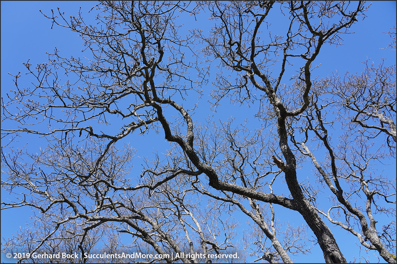 Late March, Victoria, British Columbia: it's spring, I guess?