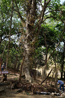 Periodismo : Milagroso y curativo árbol de Granadillo