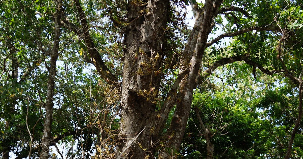 Periodismo : Milagroso y curativo árbol de Granadillo