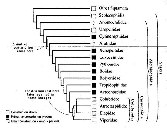 Life is short, but snakes are long: 2017