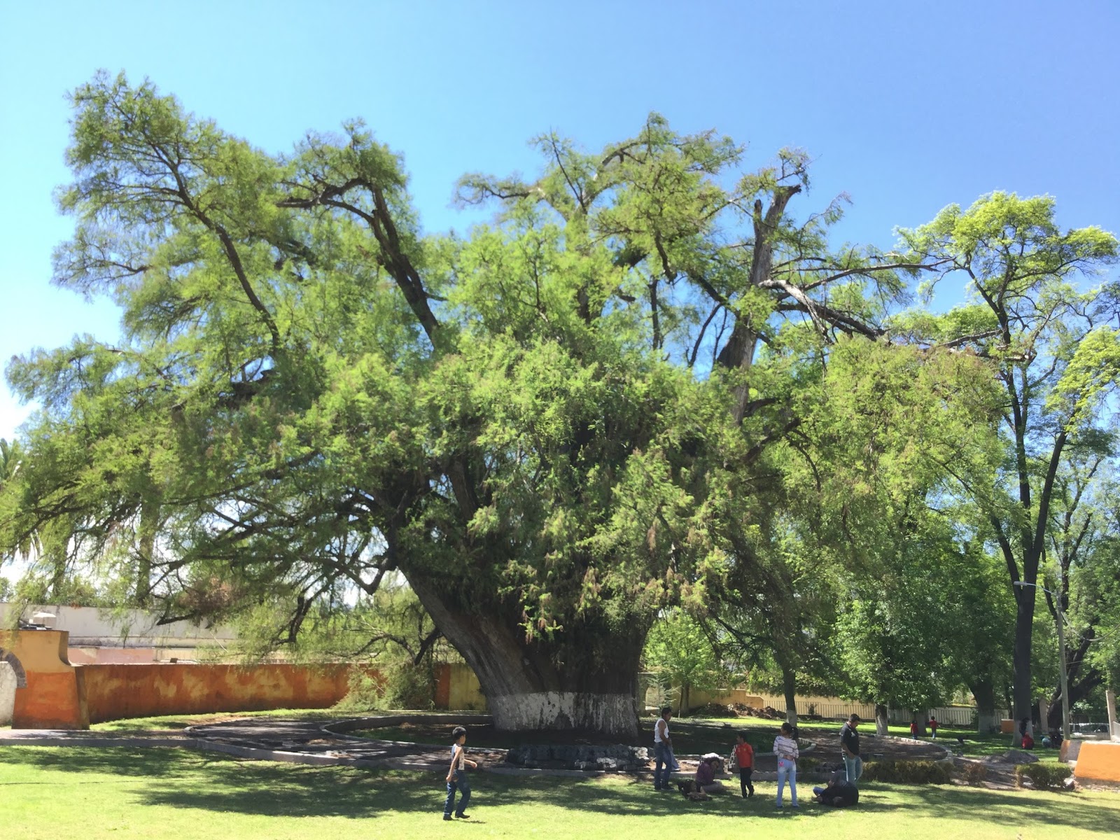 VENERABLES ÁRBOLES : El Sabino de Zimapán, México
