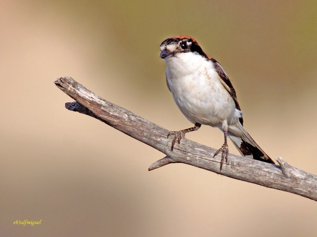 Miguel fotografia: Alcaudón común (Lanius senatur)