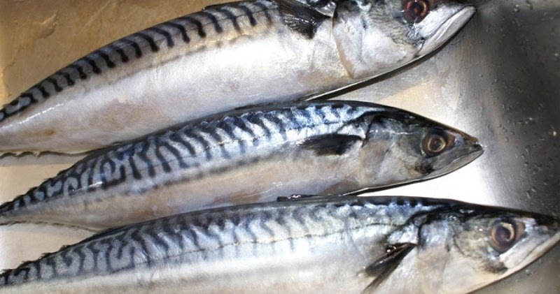 Good Quality Price of Fresh Mackerel Fish - Horse Mackerel Fish, Horse ...