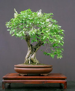 Walter Pall Bonsai Adventures: lilac #1