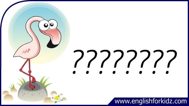 Wild Animals Flashcards