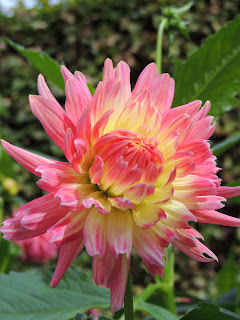 From the Bower: September 2012