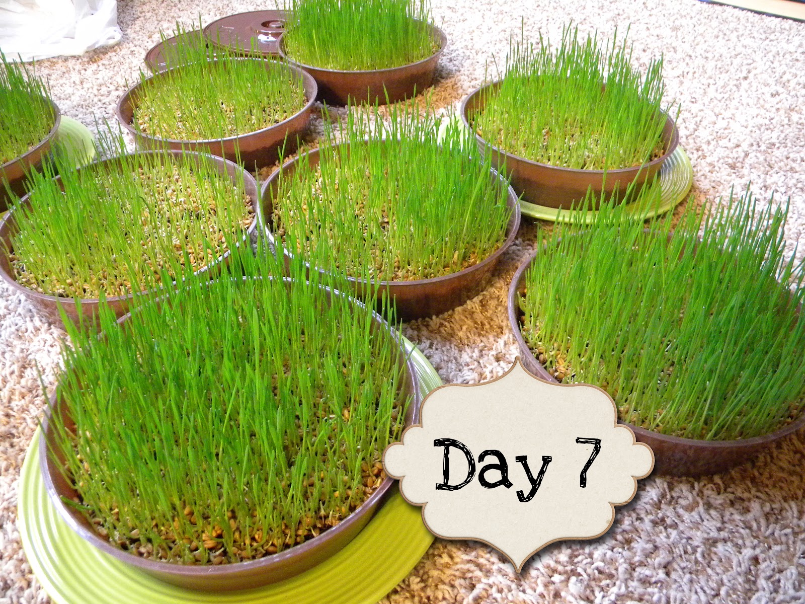 FlipChick Designs: How to Grow Wheatgrass