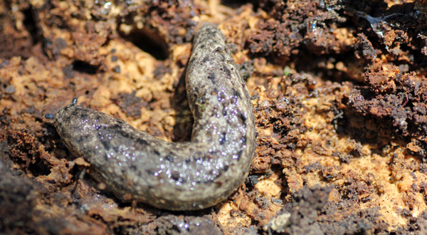 MObugs: Lessons on how to gross out a 9 year old!