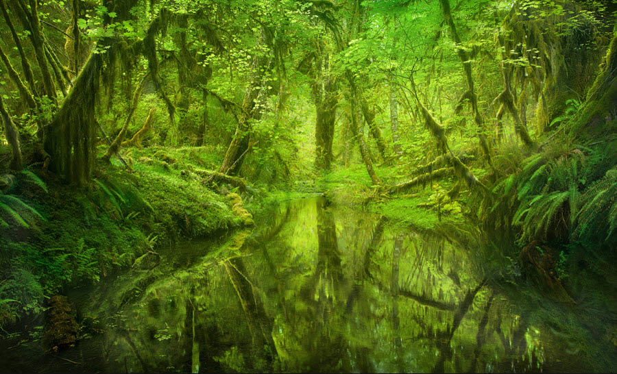 best photos 2 share: Magical Forest Photos from All Over the World