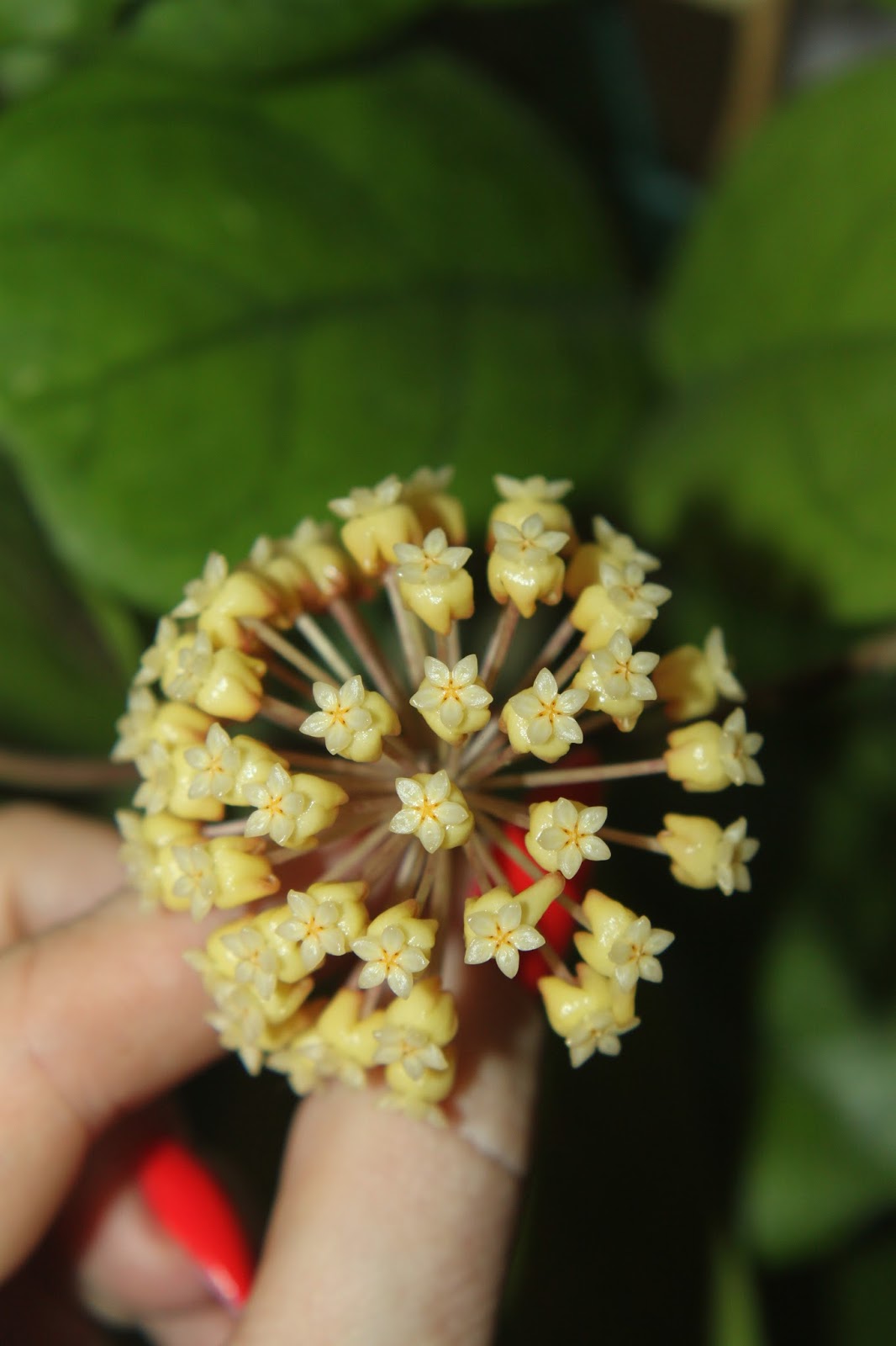 Hoyapassion: Hoya 'Viola'