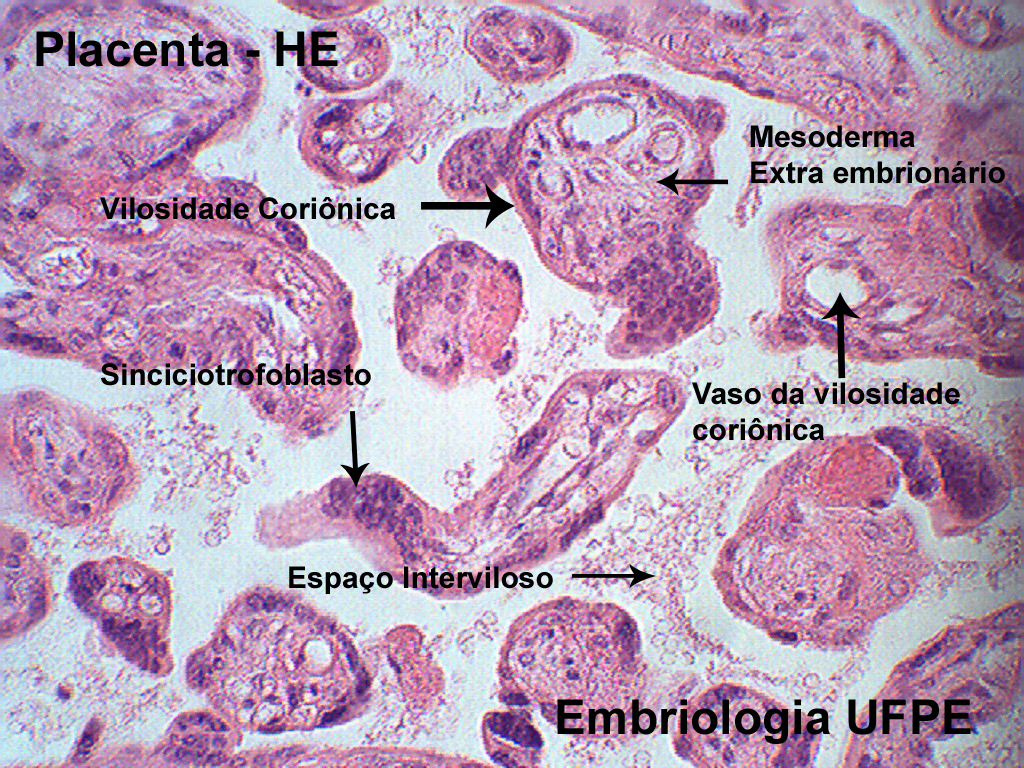 Embriologia UFPE: Anexos