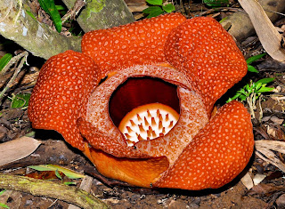 Zoologist (Ahli Zoologi): The Spectacular Rafflesia
