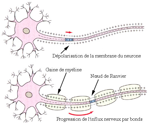 Neurone: Propagation de l’influx nerveux