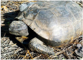 Jess Gonynor McGuire: Tortoise Upper Respiratory Tract Disease