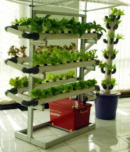 Budidaya Tanaman Hidroponik Bagi Pemula