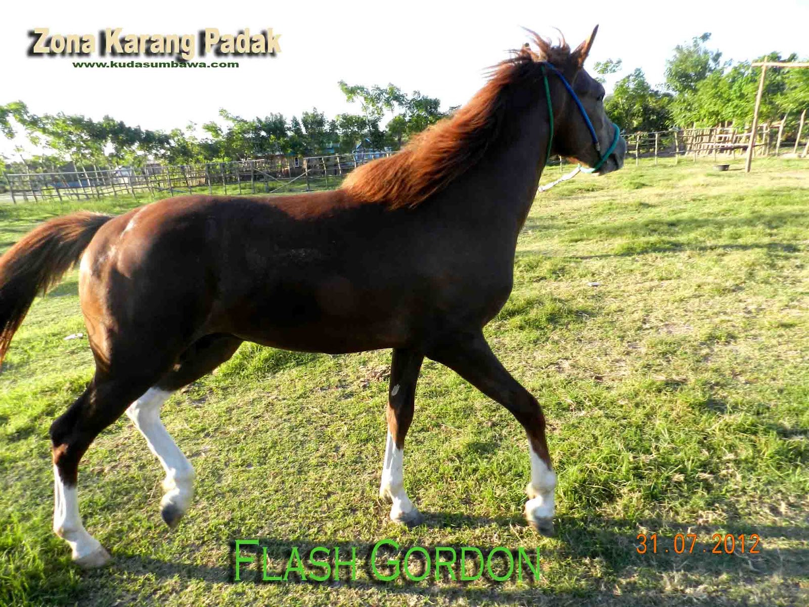 CARA TERNAK KUDA SUMBAWA | Hati yang tersakiti