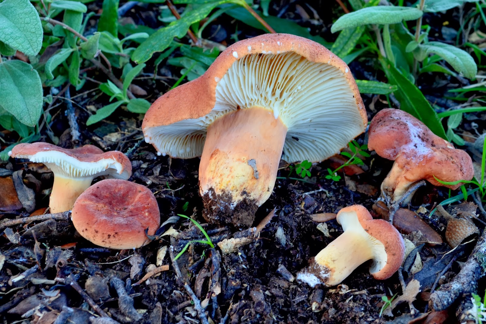 Setas Extremadura : Lactarius Rugatus