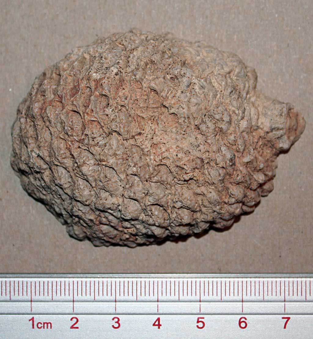 Louisville Fossils and Beyond: Araucaria mirabilis Cone Fossil