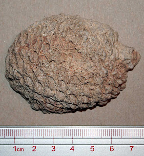 Louisville Fossils and Beyond: Araucaria mirabilis Cone Fossil