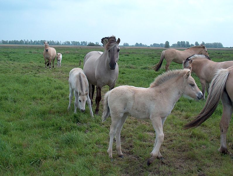 View topic - Cottonwood Adopt Gra Fjord - Chicken Smoothie