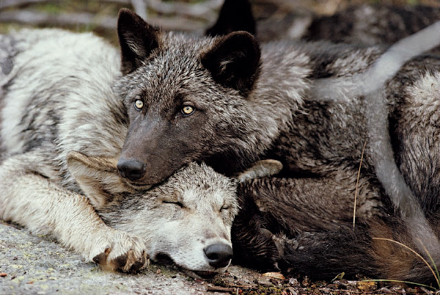 White Wolf : These 10 Sleepy Wolves Decided To Use Each Other As Pillows.