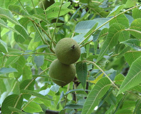 Temperate Climate Permaculture: Permaculture Plants: Walnut Trees
