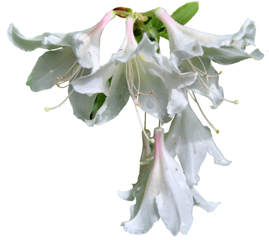 Flowers Png Format | zonaphotoshop